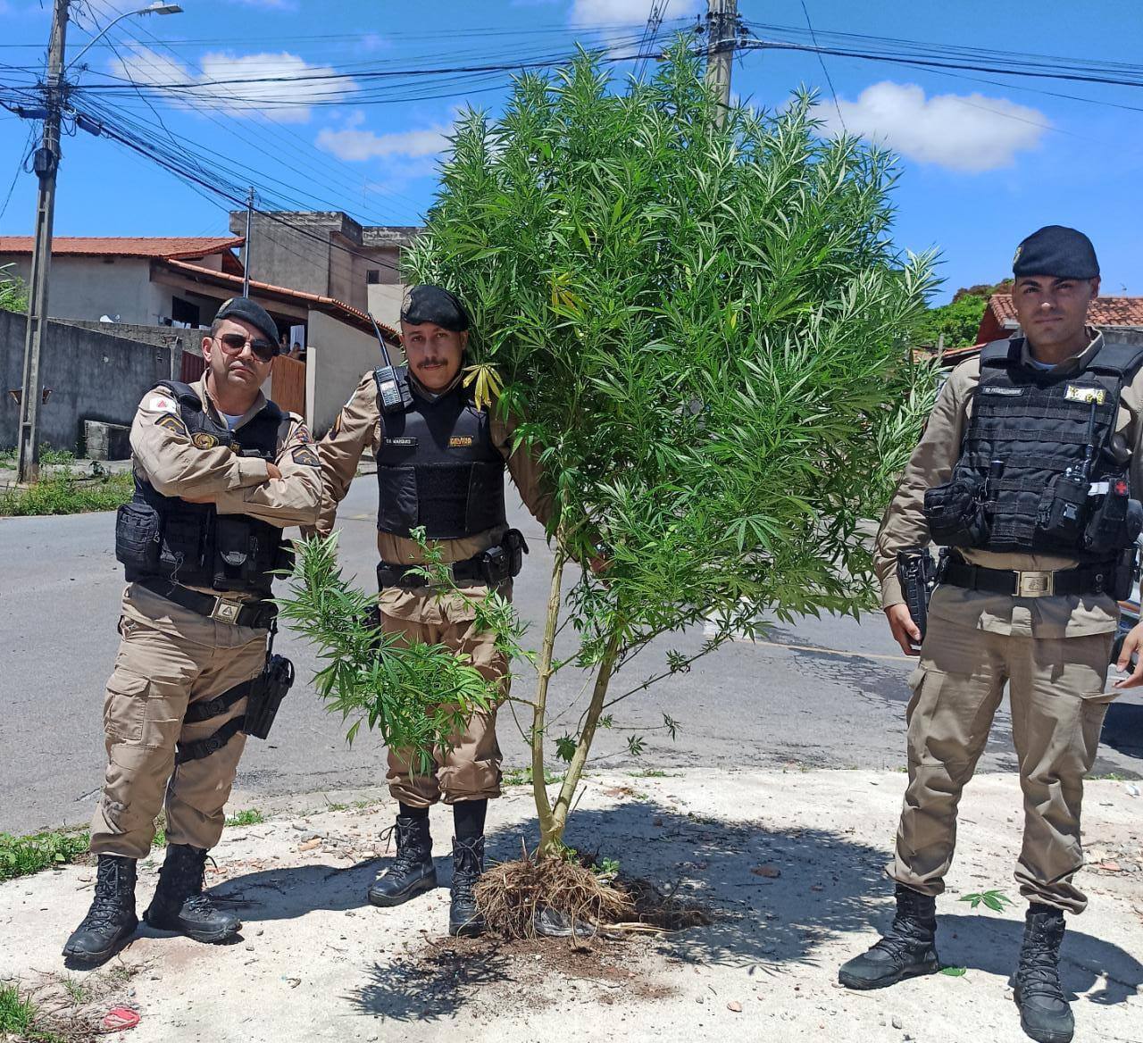 PM apreende pé de maconha de mais de 2 metros no Bom Retiro, em Betim ...