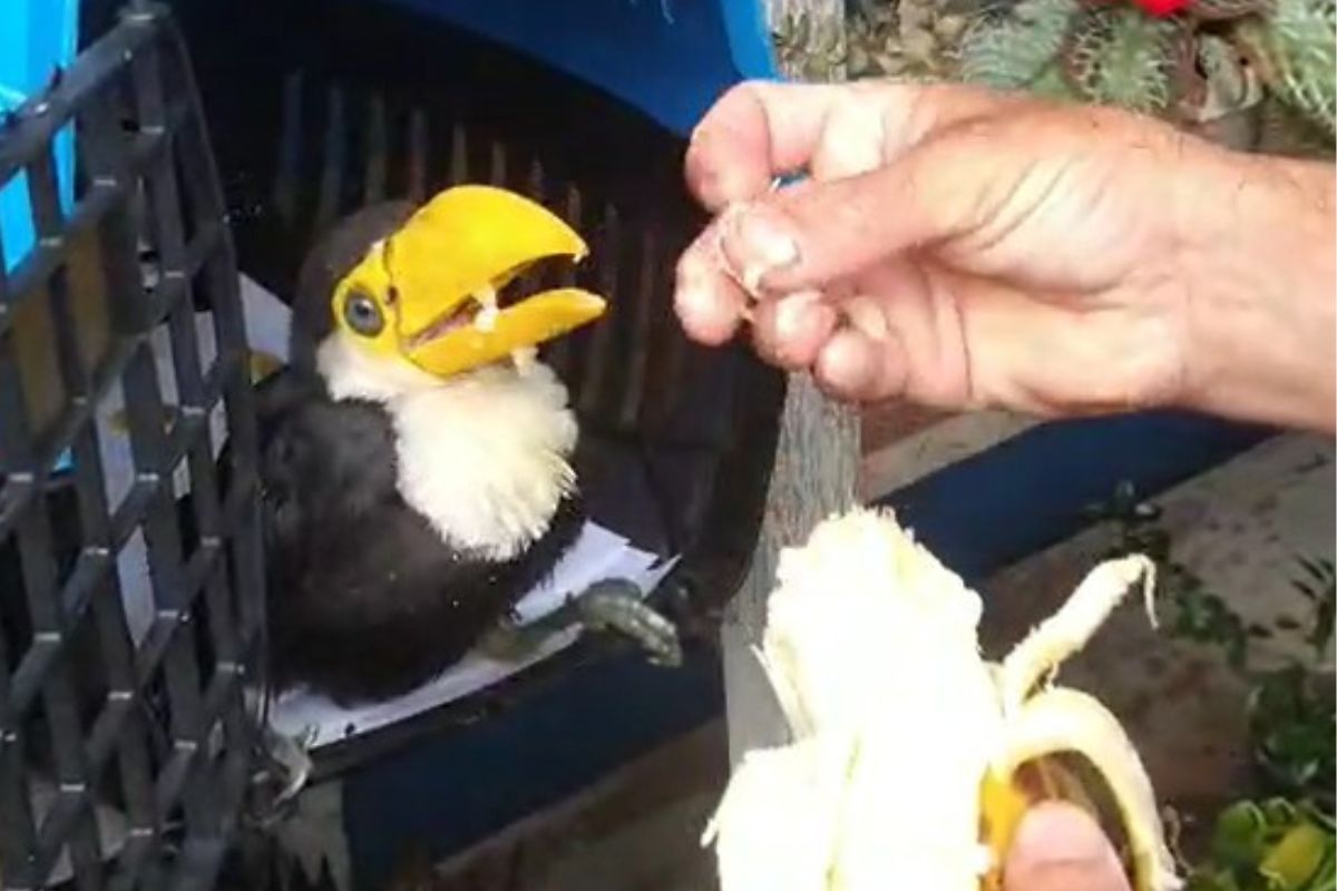 Filhote de tucano é recolhido pela Guarda Municipal em Betim | O Tempo ...